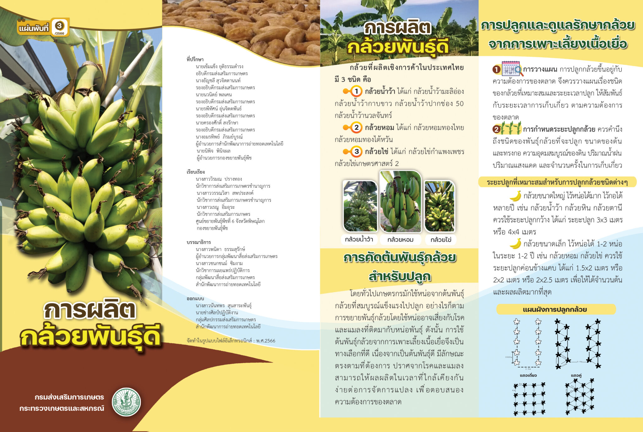 การผลิตกล้วยพันธุ์ดี – กองขยายพันธุ์พืช กรมส่งเสริมการเกษตร