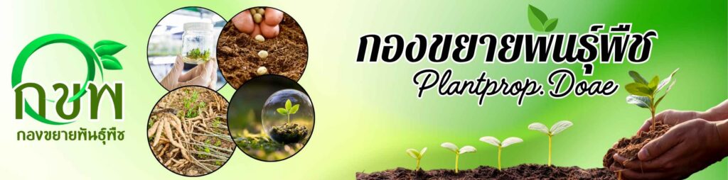 กองขยายพันธุ์พืช กรมส่งเสริมการเกษตร – พืชพันธุ์ดีต้องที่ศูนย์ขยายพันธ์ ...