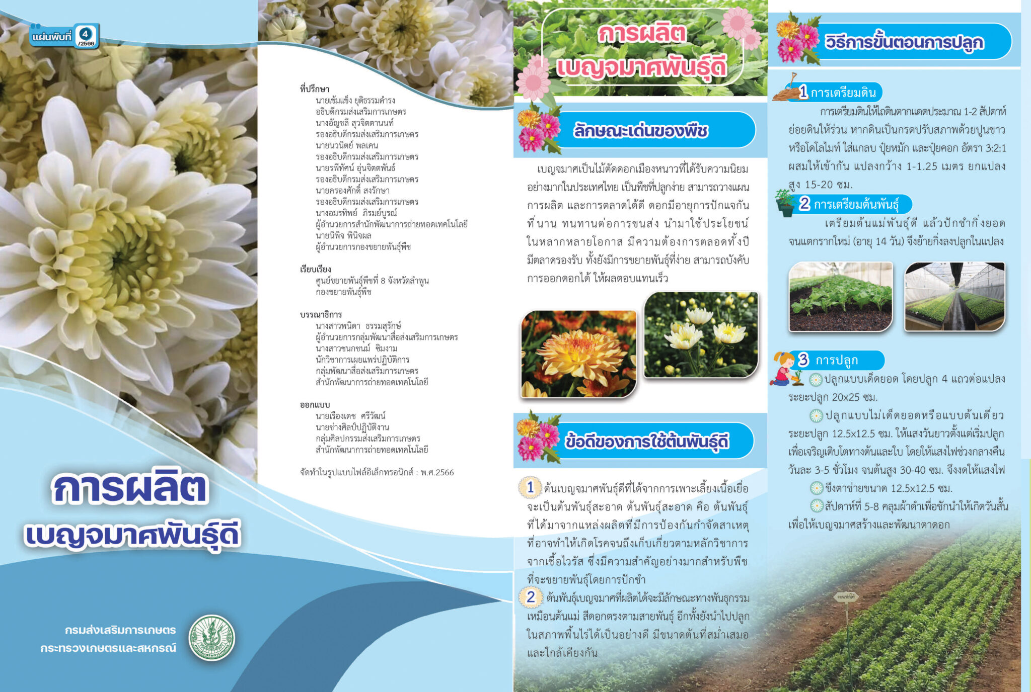 การผลิตเบญจมาศพันธุ์ดี – กองขยายพันธุ์พืช กรมส่งเสริมการเกษตร
