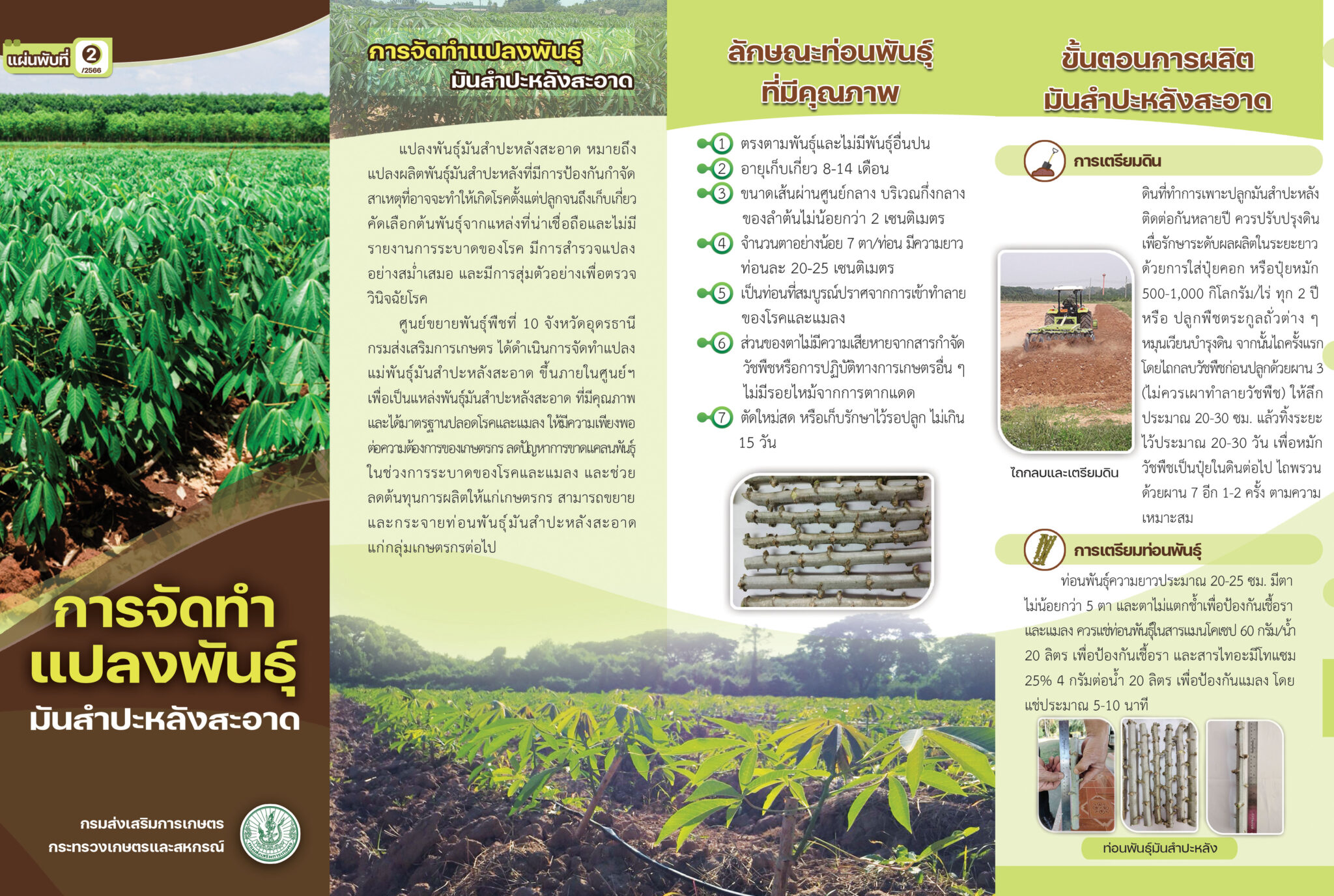 การจัดจำแปลงพันธุ์มันสำปะหลังสะอาด – กองขยายพันธุ์พืช กรมส่งเสริมการเกษตร