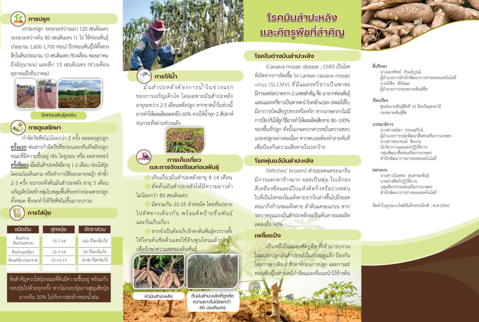 การจัดจำแปลงพันธุ์มันสำปะหลังสะอาด – กองขยายพันธุ์พืช กรมส่งเสริมการเกษตร